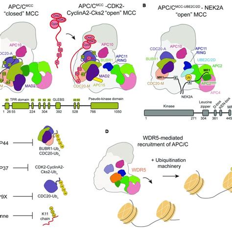Schematic Of Apc C Regulation And Chromatin Regulation By The Apc C Download Scientific