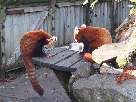 Lionel And Emma Longleat Red Pandas Having Breakfast Rredpandas