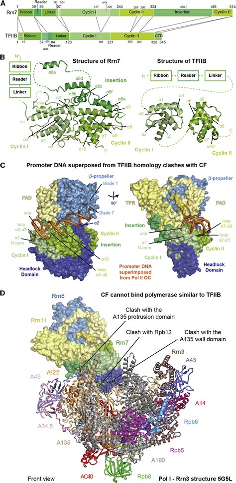 Structural Basis Of Rna Polymerase I Transcription Initiation Cell