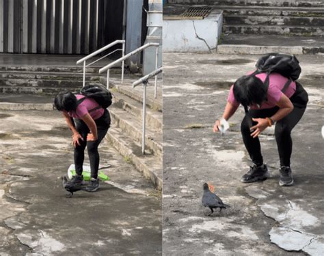 Msian Aunty And Uncle Hilariously Struggle To Recover Rm70 Taken By Crow In Kl Weirdkaya
