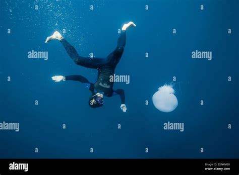 Diver With Jellyfish Rophilema Nomadica Mediterranean Sea Israel