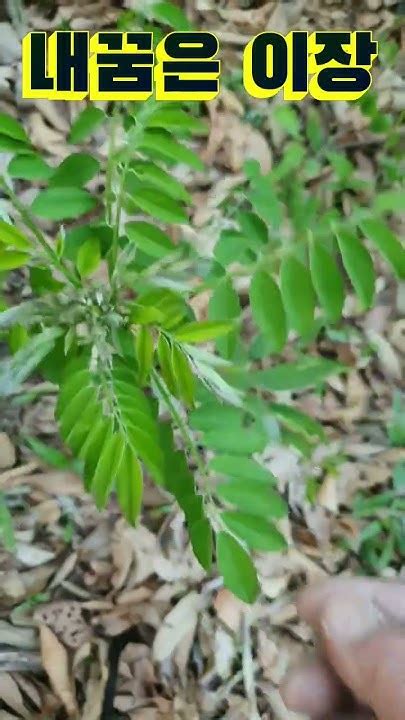 고삼천연살충제 산에가면 고삼있다 Youtube