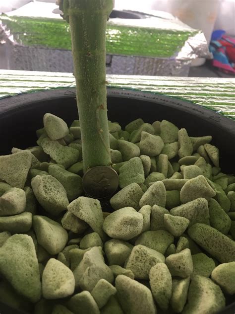 Custom Micro Bubble Diffusers Dyi 420 Magazine