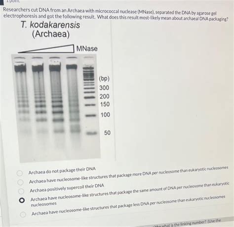 Solved Researchers Cut Dna From An Archaea With Micrococcal