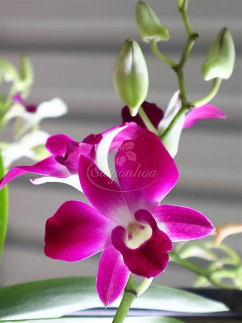 Lan Dendro Sonia Các Màu • Sài Gòn Hoa