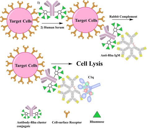Scheme 1 Chemical Synthesis Of The Monovalent And Multivalent Download Scientific Diagram