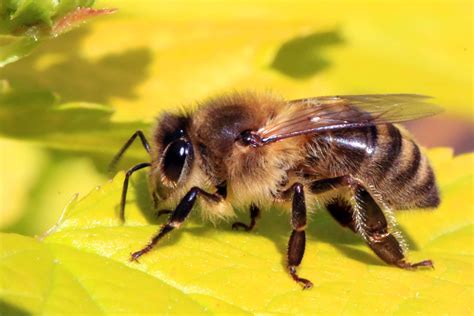 Download Bee Pictures
