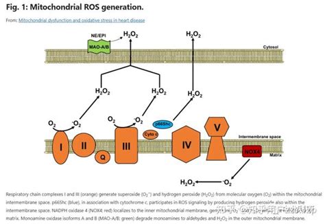 【国自然热点】第一弹：线粒体氧化应激！一文吃透该热点的10大研究思路！ 知乎