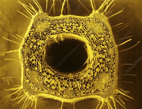 Stem Of White Dead Nettle Stock Image B7250134 Science Photo Library