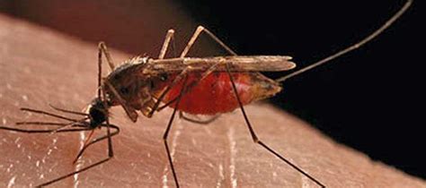 Msc By Research Programmes Biomedical Sciences