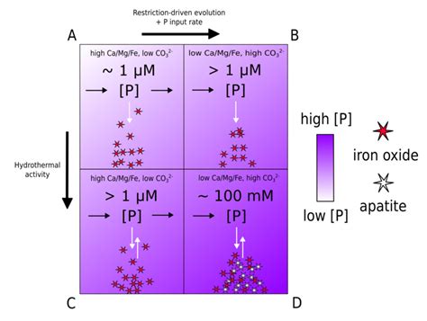 Phosphorus Concentrations As A Function Of Environmental Variables