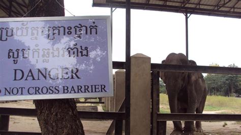 ដំរី ចុះប្រេង ឈ្មោះ សម្បូណ៌ ក្លាយ ជា ដំ រី បា ប្រចាំ សួនសត្វ ភ្នំ តាម៉ៅ បទយកការណ៍