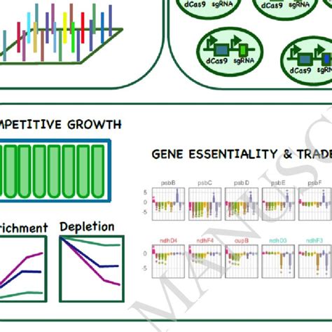 Figure Crispr Interference Screens Reveal Gene Essentiality And