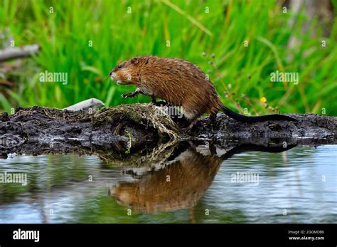 A Wild Muskrat Ondatra Zibethicus Walking Along The Top Of A Beaver