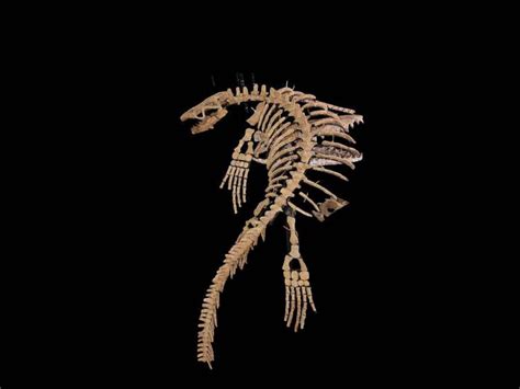 Mosasaurus Skeleton With Display Stand Etsy