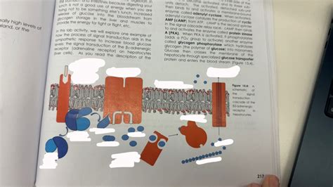 Signal Transduction Pathways Diagram Quizlet