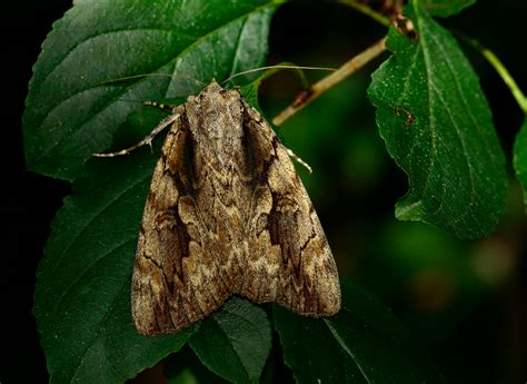Dark Brown Colour Background Photos Download The Best Free Dark Brown