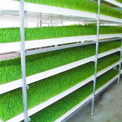 Commercial Planting Hydroponic Fodder System Plastic Hydroponic Growing Systems China Nft