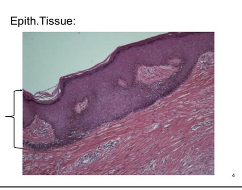 Aandp Tissues Lab Flashcards Quizlet