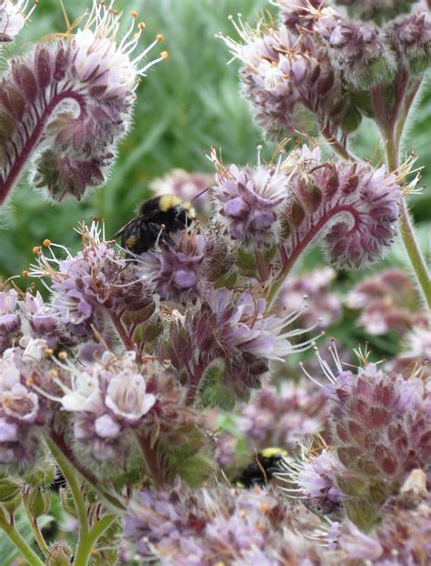 Phacelia Californica Coast Phacelia Larner Seeds