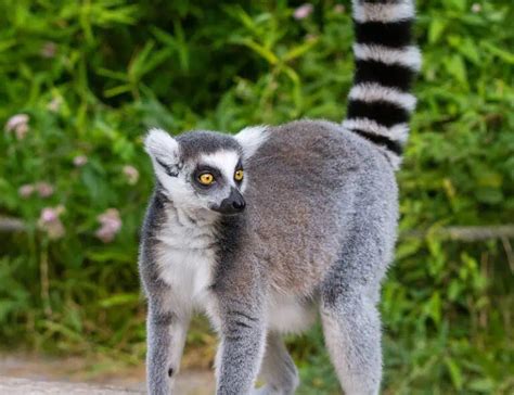 20 Types Of Lemurs Species Facts And Photos