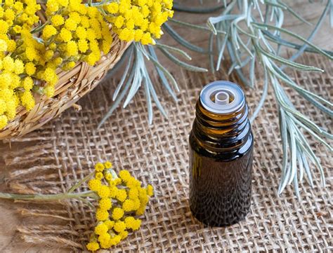 Curry Plant Guide How To Grow And Care For “helichrysum Italicum”