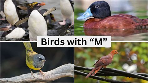 207 Birds That Start With The Letter M Mothers Always Right