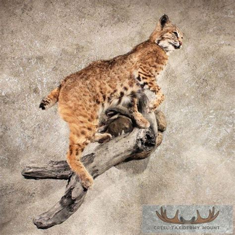 Wall Hanging Standing Bobcat Creel Taxidermy