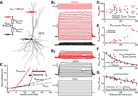 Steady State Properties Of Passive Electrical Conduction A Right Download Scientific Diagram