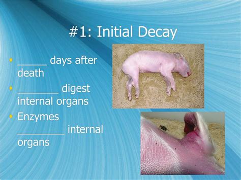 Ppt Body Tissues And Decomposition Powerpoint Presentation Free