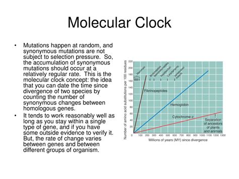 Define Molecular Clock At Leah Coote Blog