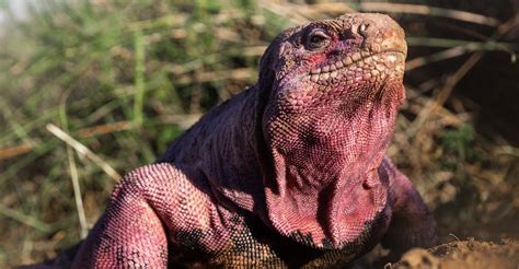 Pink Iguanas