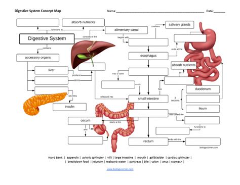 Digestive System Concept Map New Pdf