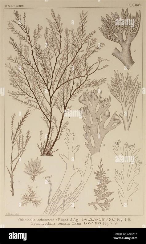 Icons Of Japanese Algae Tokyo Kazamashobo 1907 1942 Japan Algae Botany Pictorial Works
