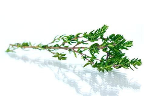 Premium Photo Fresh Green Thyme Isolated On White
