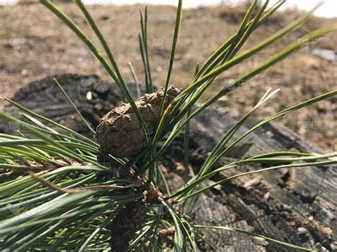 带球果的松枝