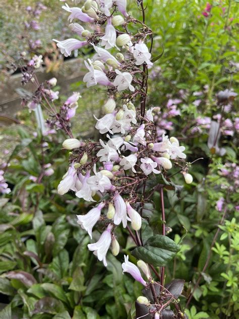 Penstemon George Home — Binny Nursery