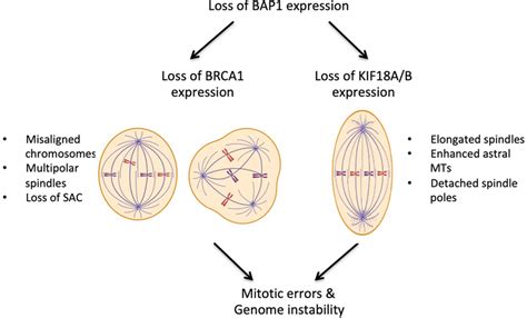 Brca1 Dependent And Independent Mitotic Functions Of Bap1 The Schematic