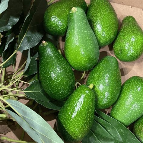 Bacon Avocado Grow Guide Tropical Tree Guide