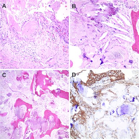 Representative Photomicrographs Depicting The Different Morphological