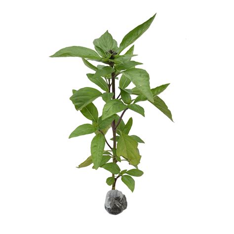 Tanaman Basil Dalchaebi