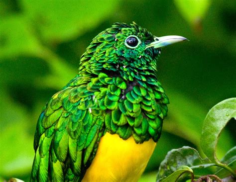 Talk Birds Of Africa With John Caddick On Wednesday 11 October 2023 700pm At Bromley Urc