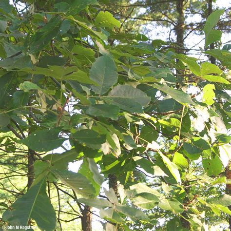 Buy Affordable Shellbark Hickory Trees At Our Online Nursery Arbor