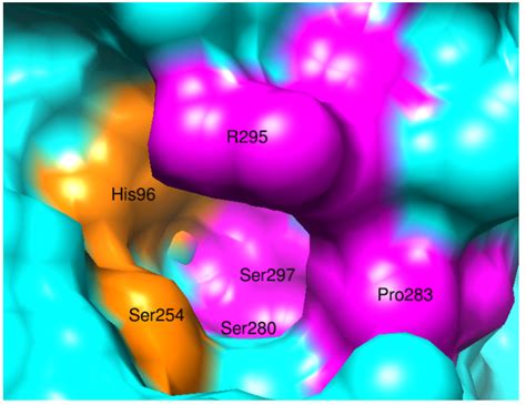 Proteases Of The Microbiome Fellner Research Group