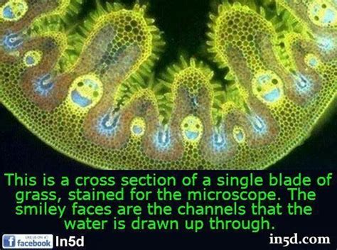 This Is A Cross Section Of A Single Blade Of Grass Stained For The