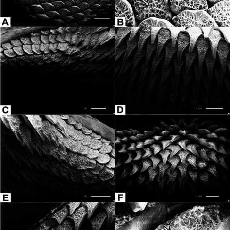 Scanning Electron Microscopy Teeth Of Dasyatis Hypostigma Streak Download Scientific Diagram