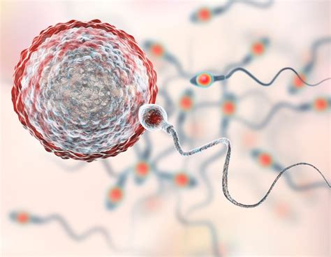 How Does Sperm Quality Impact Ivf Elite Ivf Global Ivf Clinic