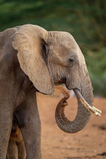 Premium Photo Close Up Of Elephant Squirting Dust Over Herself
