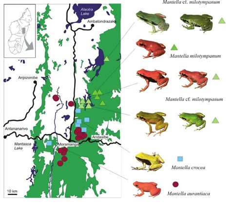 See Figure Map Showing The Distribution Of Mantella Aurantiaca M