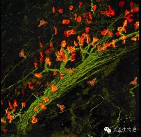 绿色荧光蛋白（gfp）的故事百科ta说